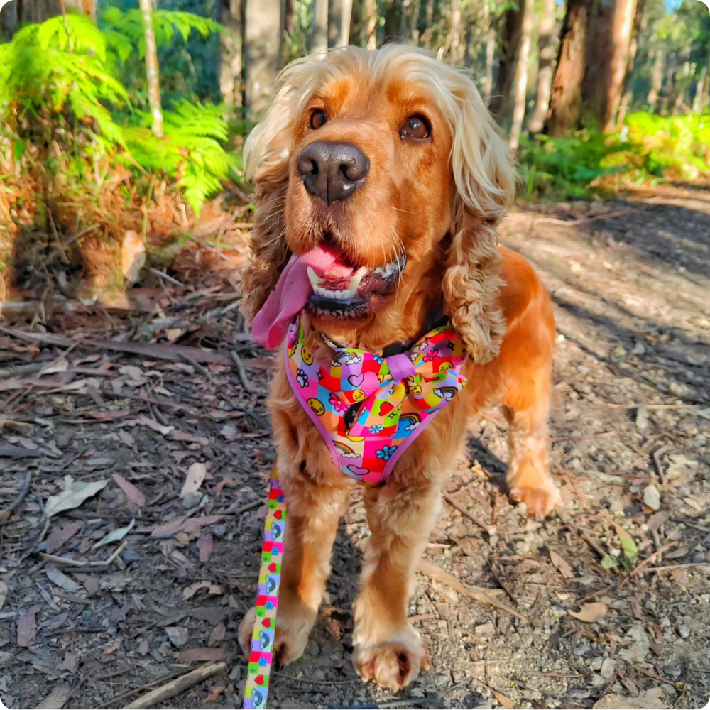 Pet Accessories in Australia | Harnesses, Collars, Leads - Reggie and ...