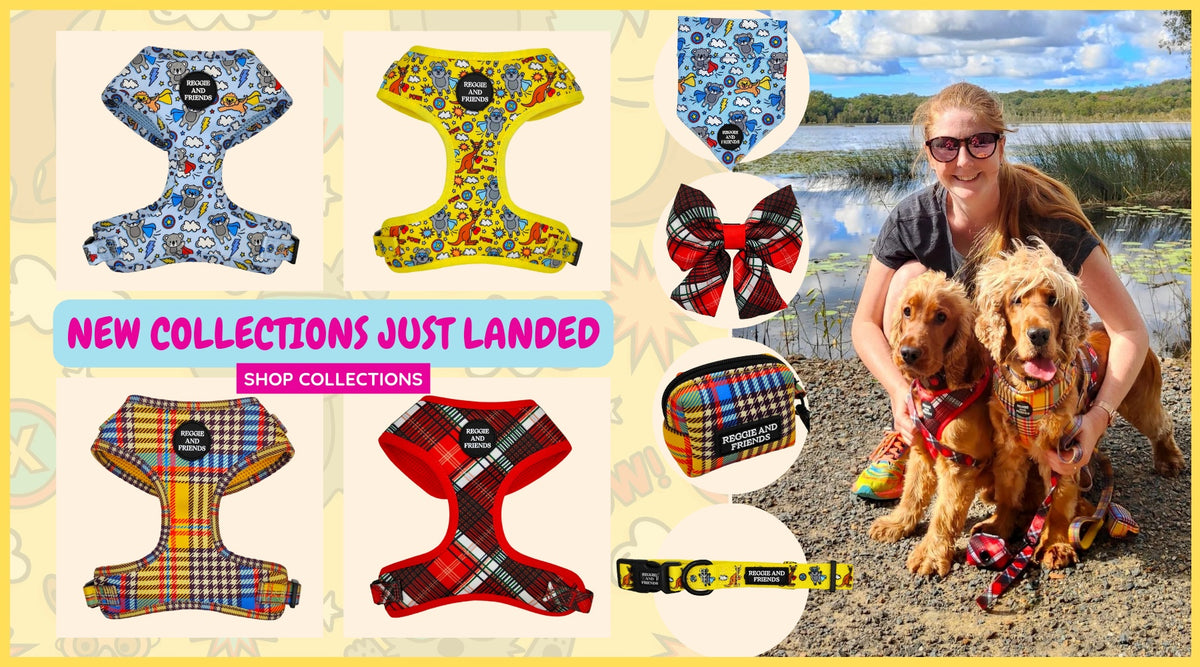 Luxurious and Affordable Dog Accessories and Products