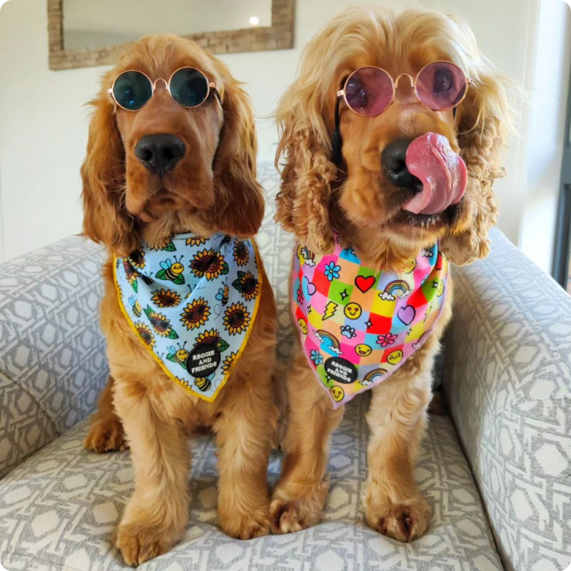 Dog and Pet Supplies by Reggie and Friends | Aussie Brand