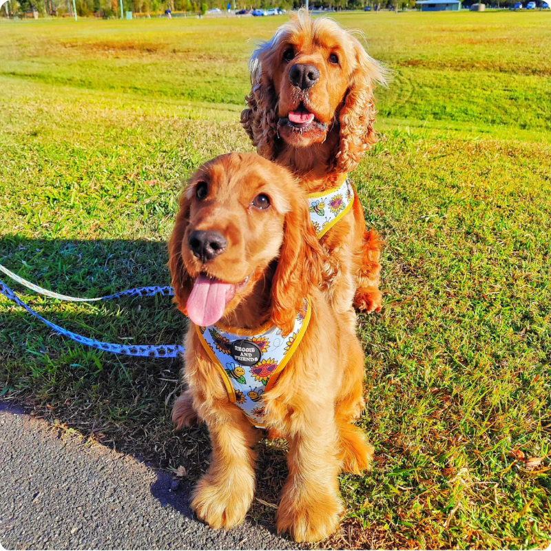 Dog and Pet Supplies by Reggie and Friends | Aussie Brand