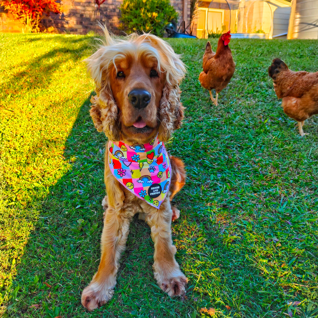 Reggie and Friends Dog and Pet Accessories Australia (AUD)